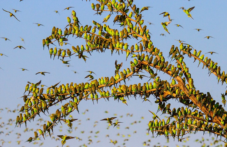 Bird 64 – Budgerigar – Bird of the Week