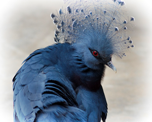 Bird 72 – Victoria Crowned Pigeon – Bird of the Week