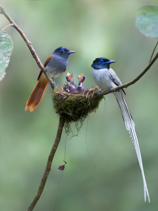 Bird 75 – Indian Paradise Flycatcher – Bird of the Week