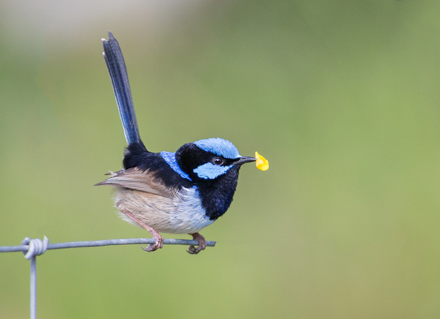 Bird 76 – Superb Fairywren – Bird of the Week