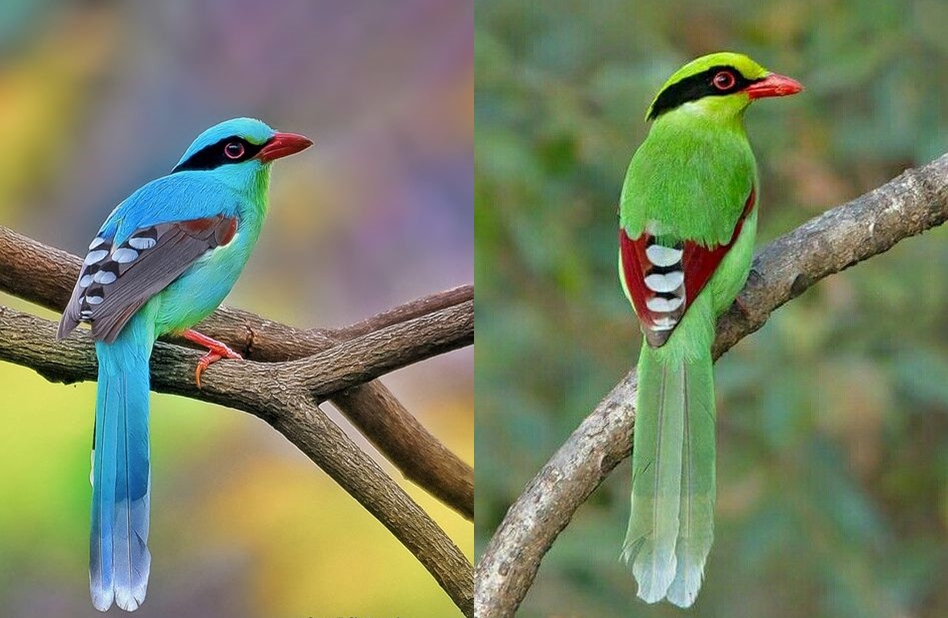 Bird 80 – Common Green Magpie – Bird of the Week