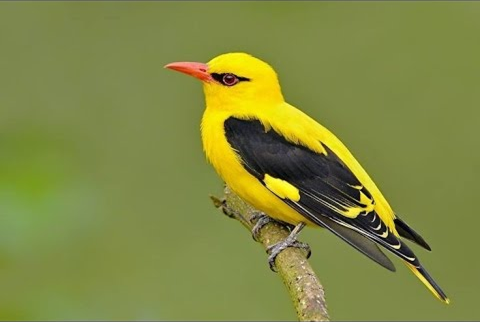 Bird 84 – Jamaican Mango – Bird of the Week