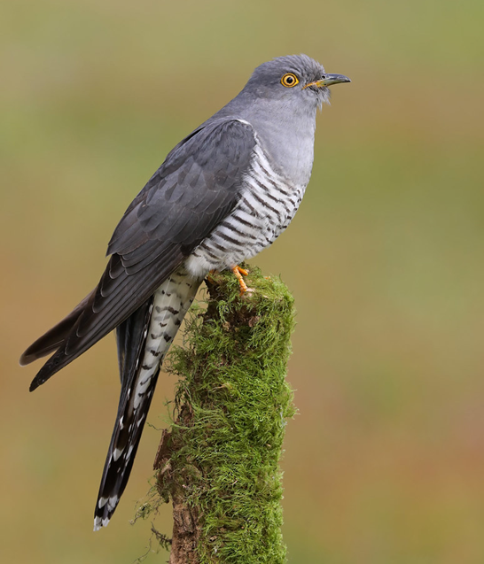 Bird 104 – Common Cuckoo – Bird of the Week