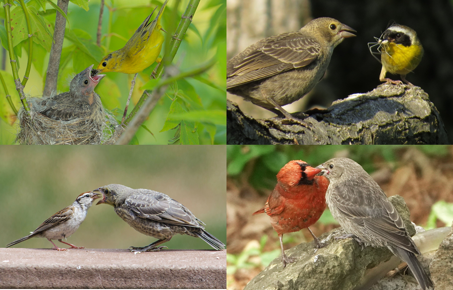 Bird 105 – Brown-headed Cowbird – Bird of the Week