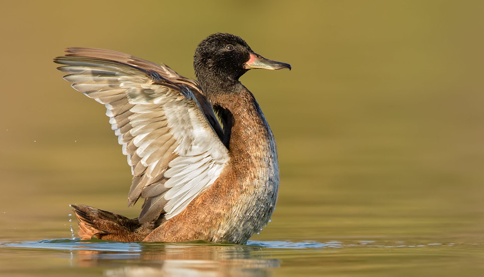 Bird 106 – Cuckoo Duck – Bird of the Week
