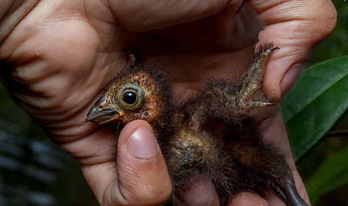 Bird 114 – Hoatzin – Bird of the Week