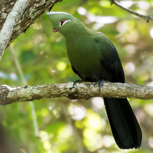 Bird Taxa – Bird of the Week