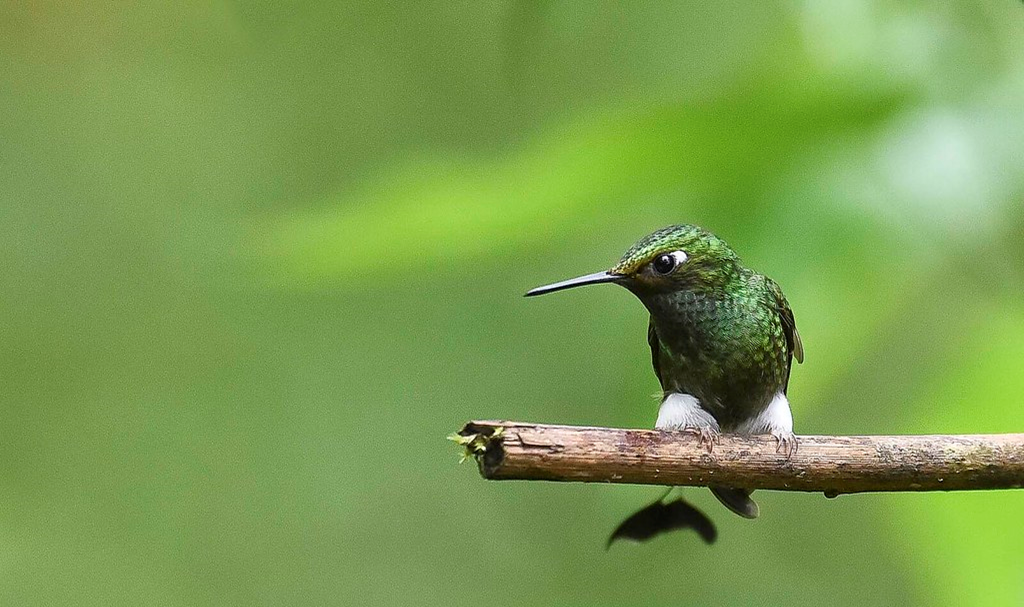 Bird 115 – White-booted Racket-tail – Bird of the Week