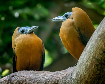 Bird 135 – Capuchinbird – Bird of the Week