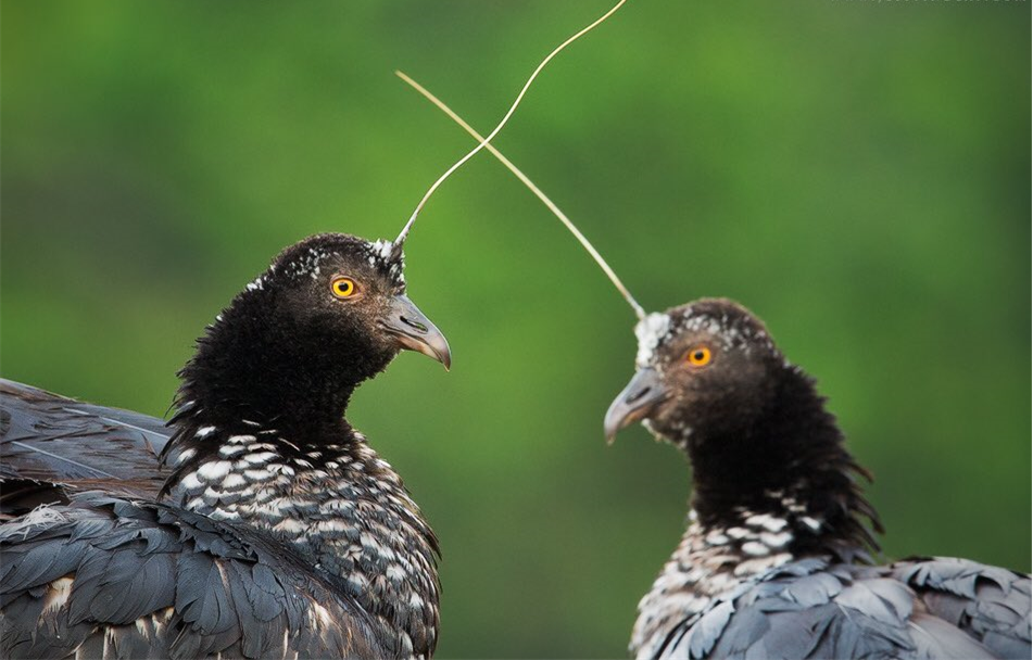 Bird 144 – Horned Screamer – Bird of the Week