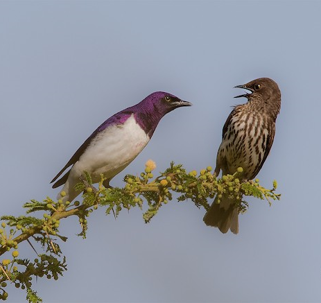 Bird 150 – Violet-backed Starling – Bird of the Week