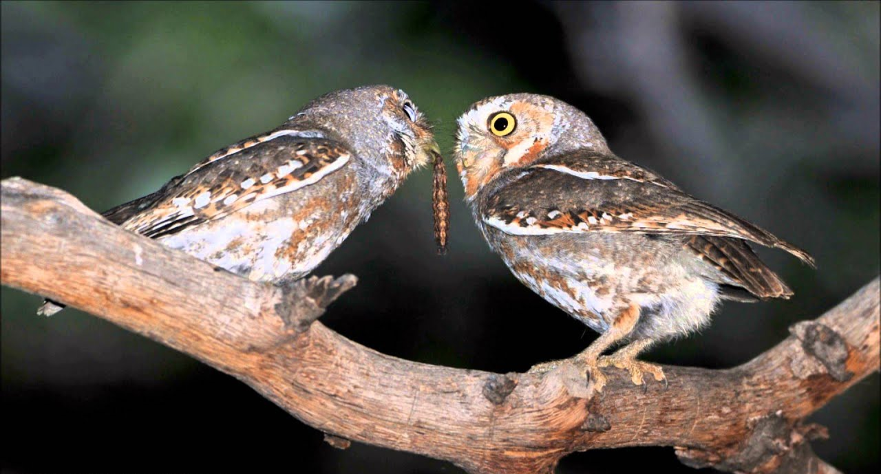 Bird 163 – Elf Owl – Bird of the Week