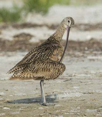 Bird 169 – Long-billed Curlew – Bird of the Week