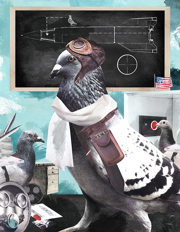 Bird 183 – Project Pigeon – Bird of the Week