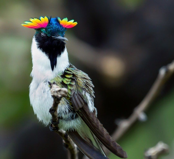 Bird 184 – Horned Sungem – Bird of the Week