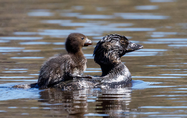 Bird 186 – Musk Duck – Bird of the Week