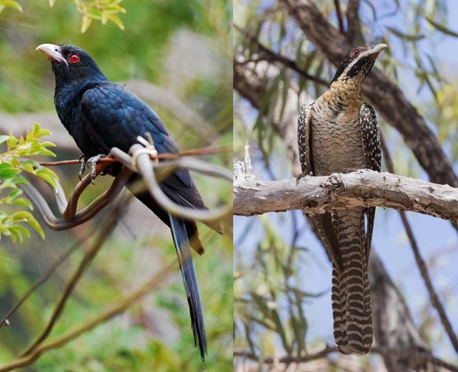 Bird 226 – Pacific Koel – Bird of the Week
