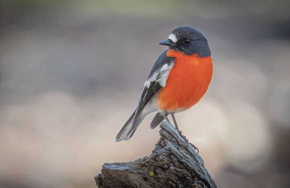 Bird 234 – Flame Robin – Bird of the Week