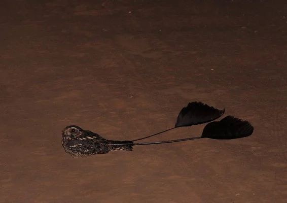 Bird 236 – Standard-winged Nightjar – Bird of the Week
