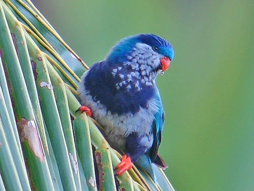 Bird 240 – Norwegian Blue – Bird of the Week