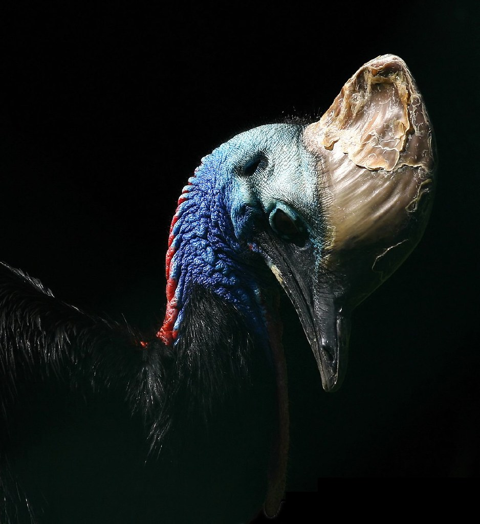 Bird 141 – Southern Cassowary – Bird of the Week