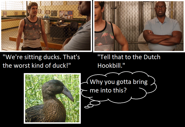 Bird 270 – Dutch Hookbill – Bird of the Week