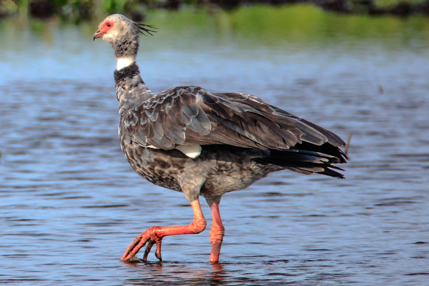 Bird 280 – Crested Screamer – Bird of the Week