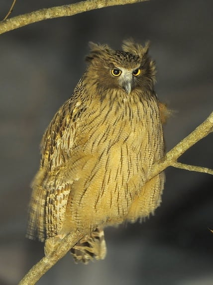 Blakistons Fish Owl Blakiston's Fish Owl • We Were Incredibly Lucky