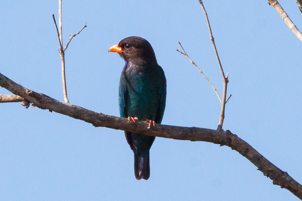 Bird 276 – Oriental Dollarbird – Bird of the Week