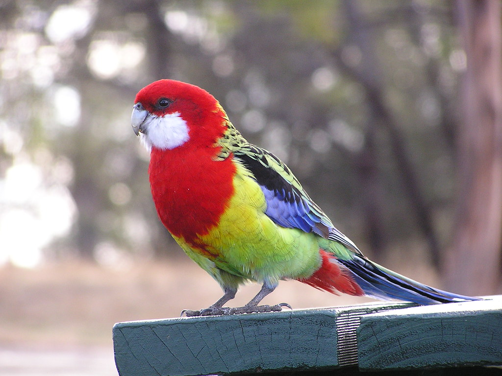 Bird 281 – Eastern Rosella – Bird of the Week