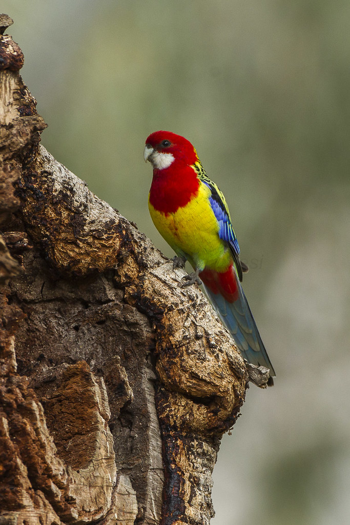 Bird 281 – Eastern Rosella – Bird of the Week