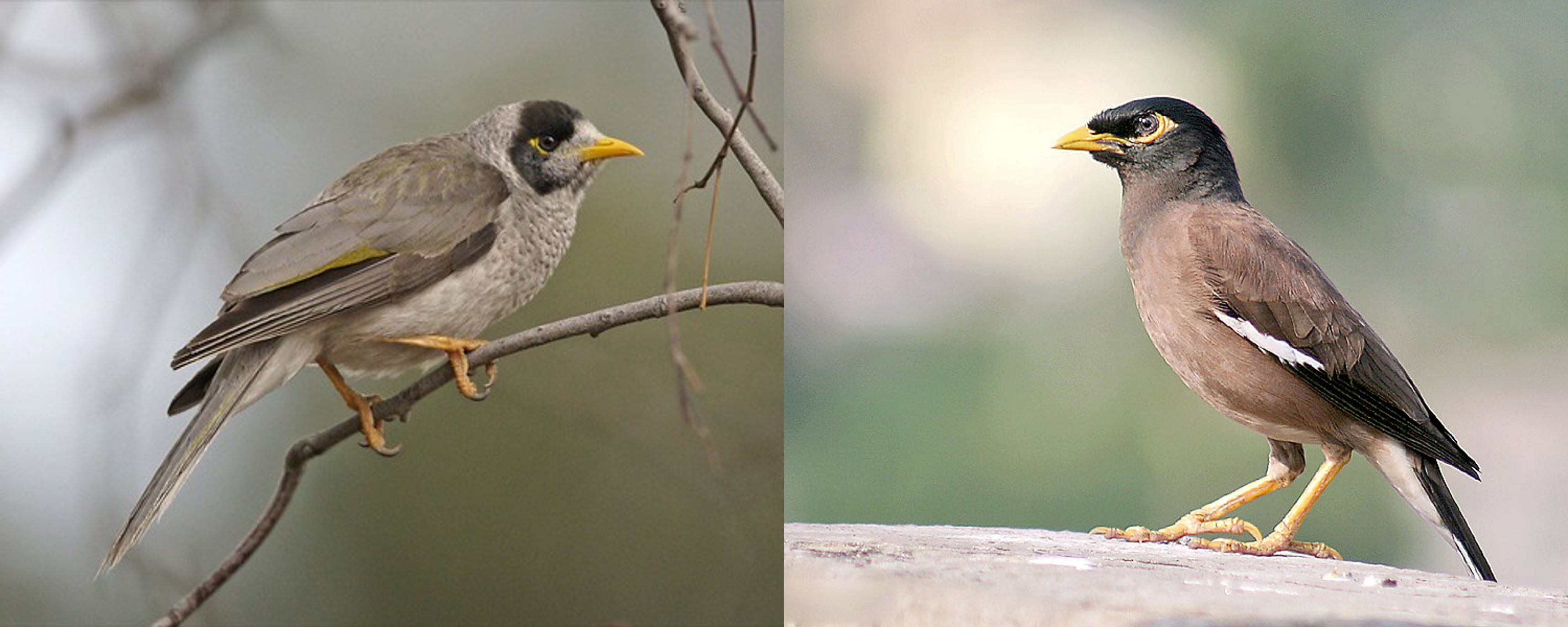 Bird 289 – Miner/Myna – Bird of the Week