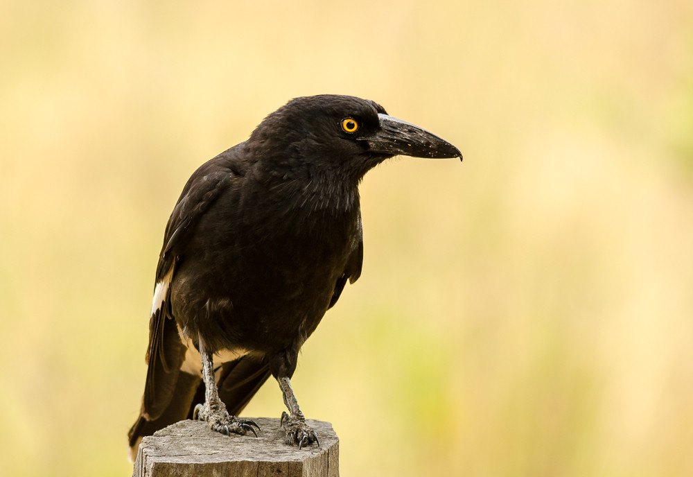 Bird 291 – Pied Currawong – Bird of the Week