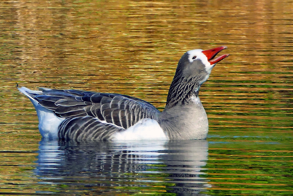 Bird 290 – Greylag Goose – Bird of the Week
