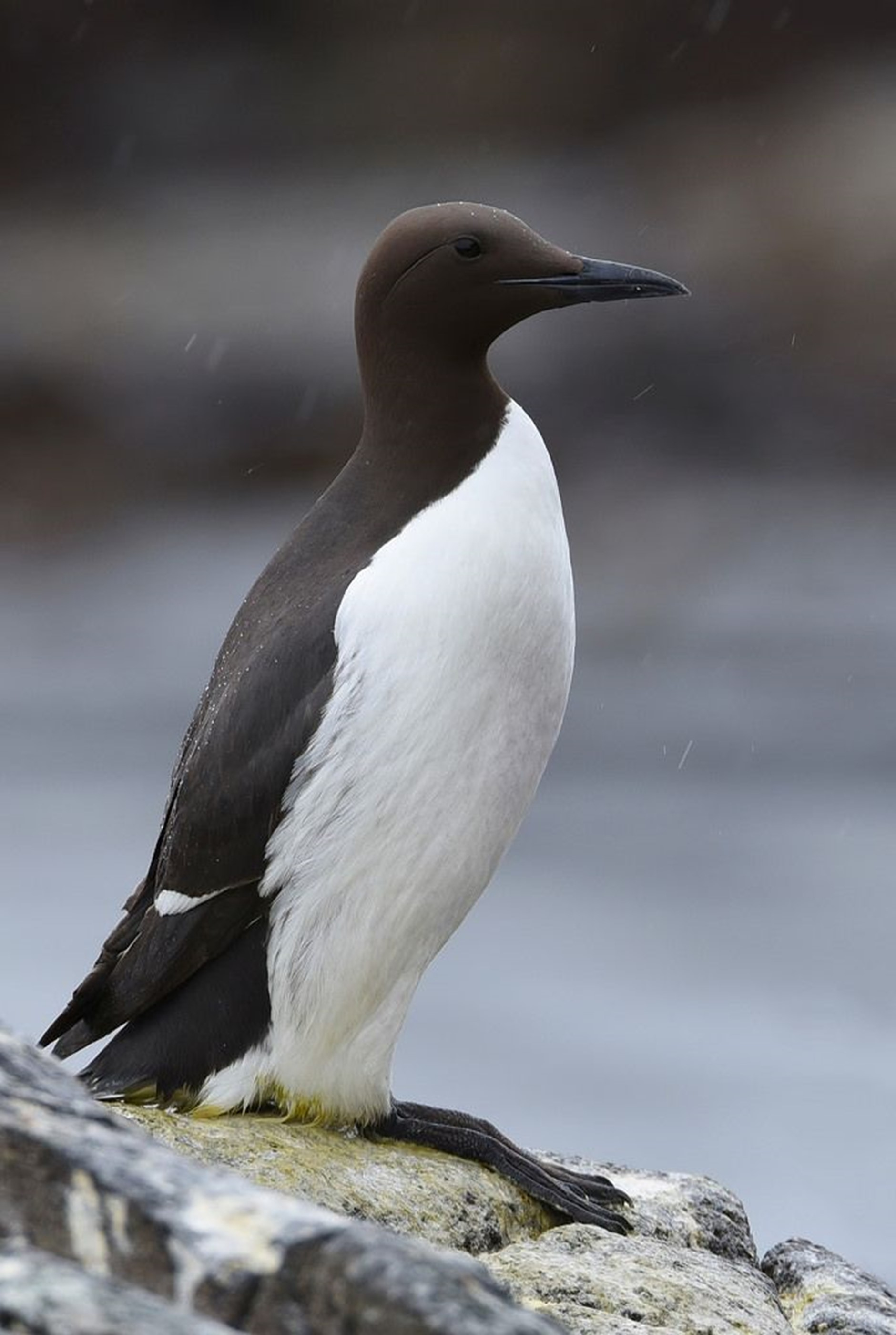 Bird 301 – Common Murre – Bird of the Week