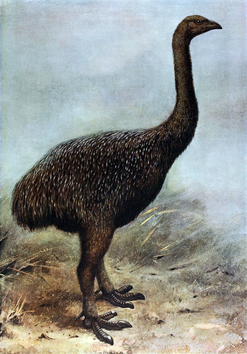 Bird 308 – Moa – Bird of the Week