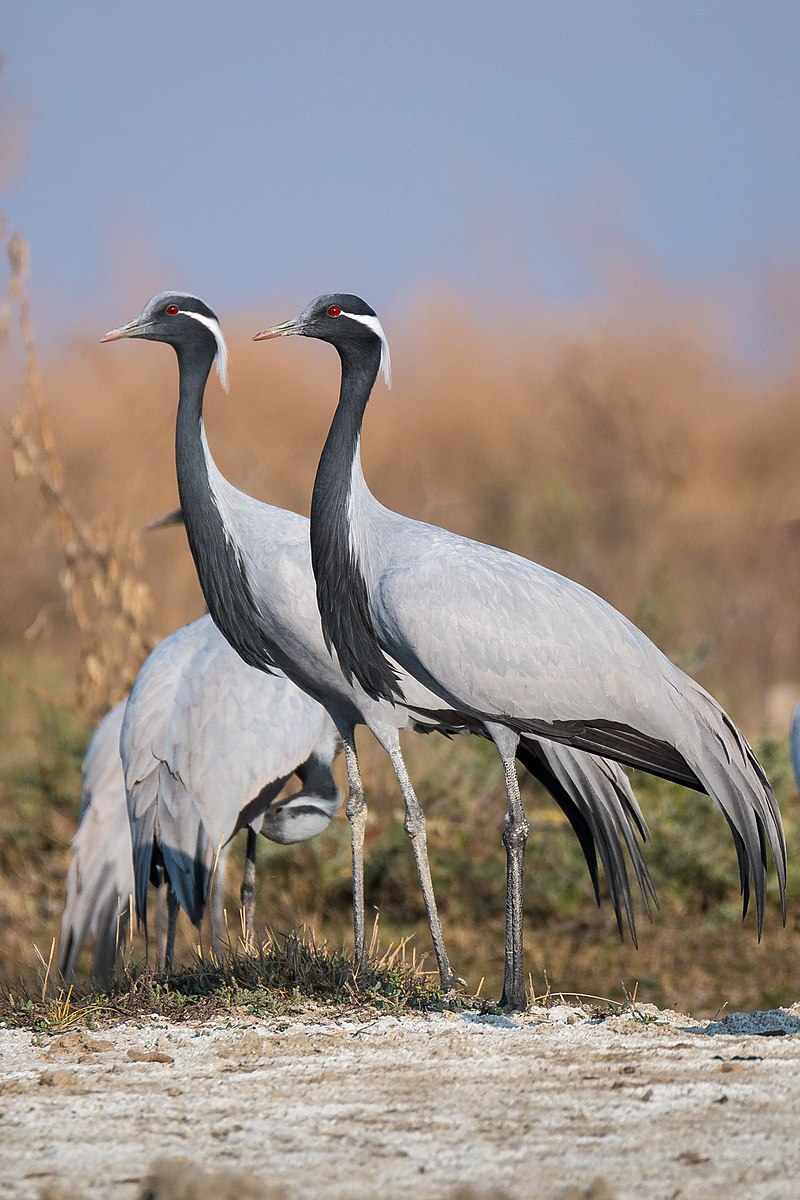 Bird 313 – Demoiselle Crane – Bird of the Week