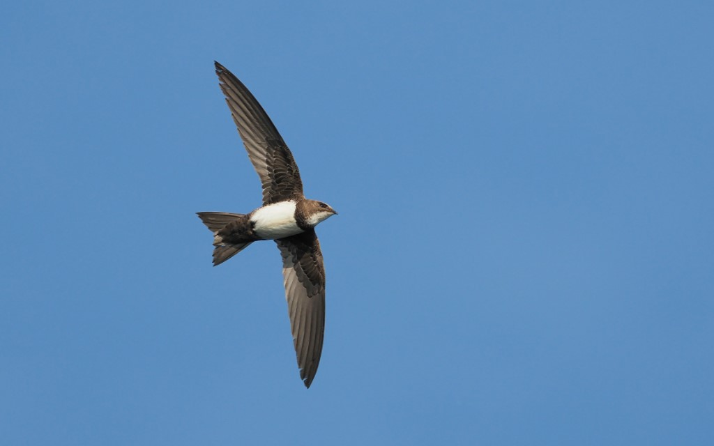 Bird 321 – Volcano Swiftlet – Bird of the Week
